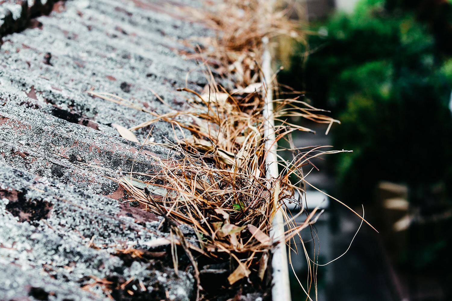 Make Your Gutters on Guard for Bushfire Season | PorterVac