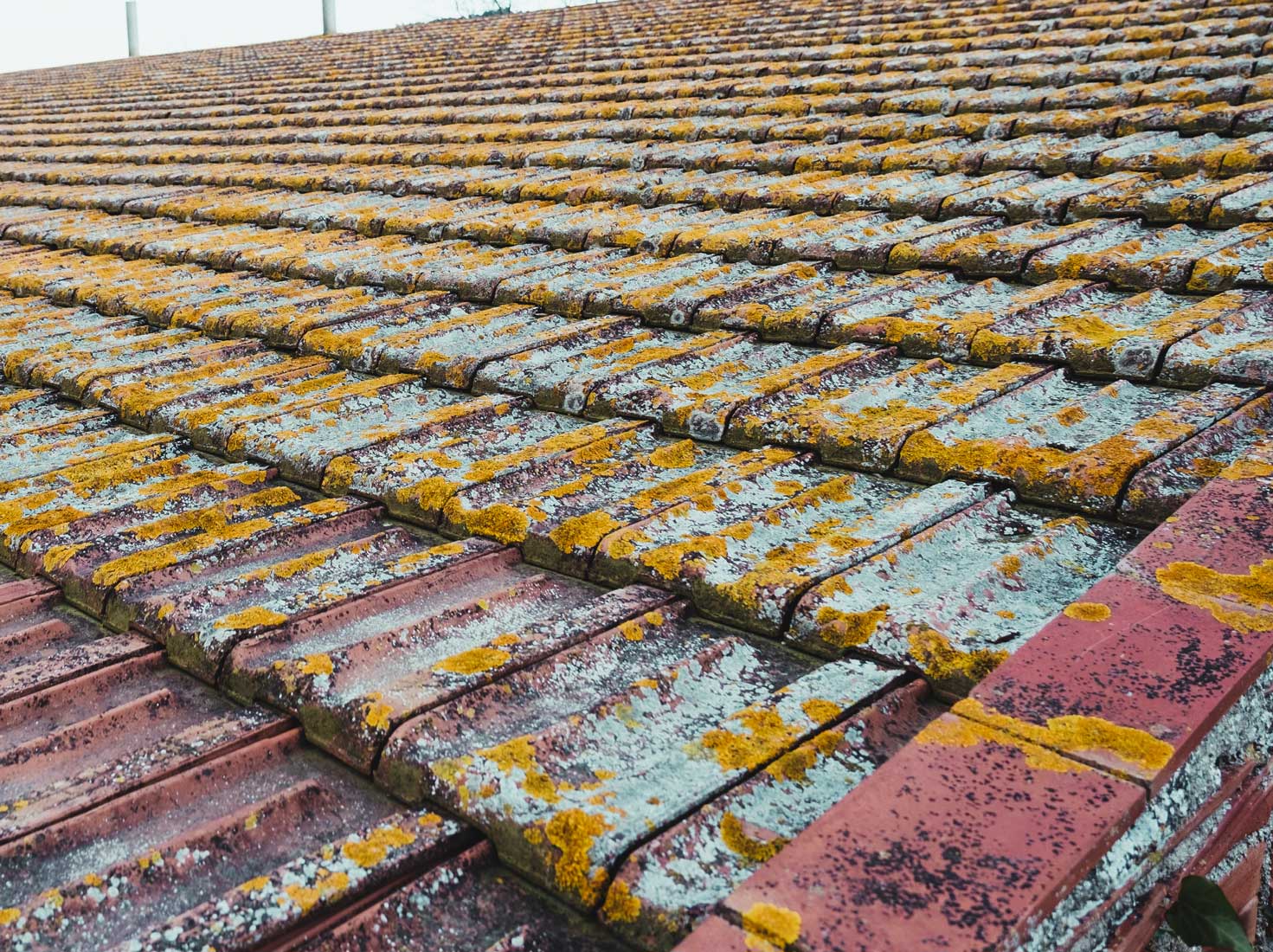 Lichen On Your Roof? Here’s What To Do About It - PorterVac